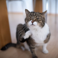 Parasites chat, quel antiparasitaire choisir | Frontline