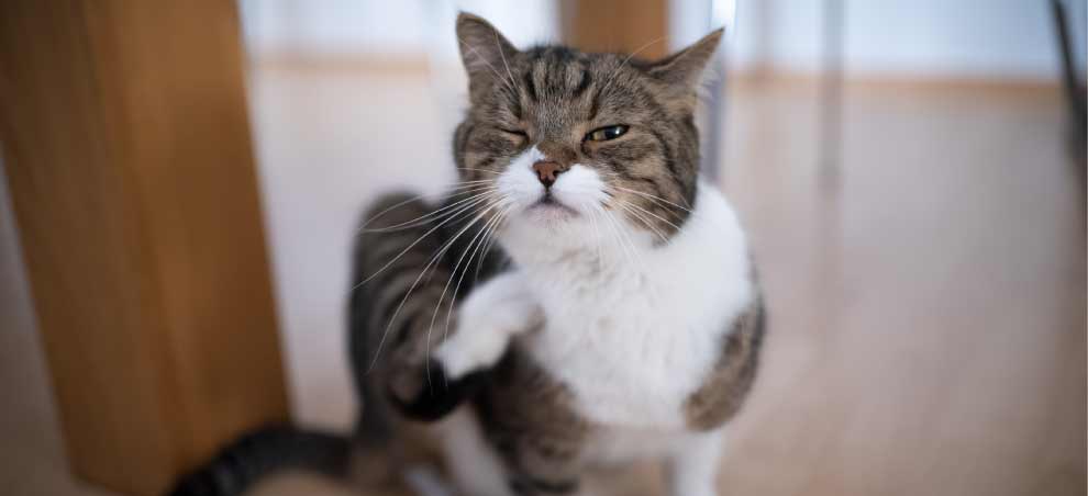 Parasites chat, quel antiparasitaire choisir | Frontline