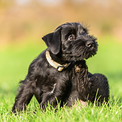 Gale chien, maladie de peau chien | Frontline