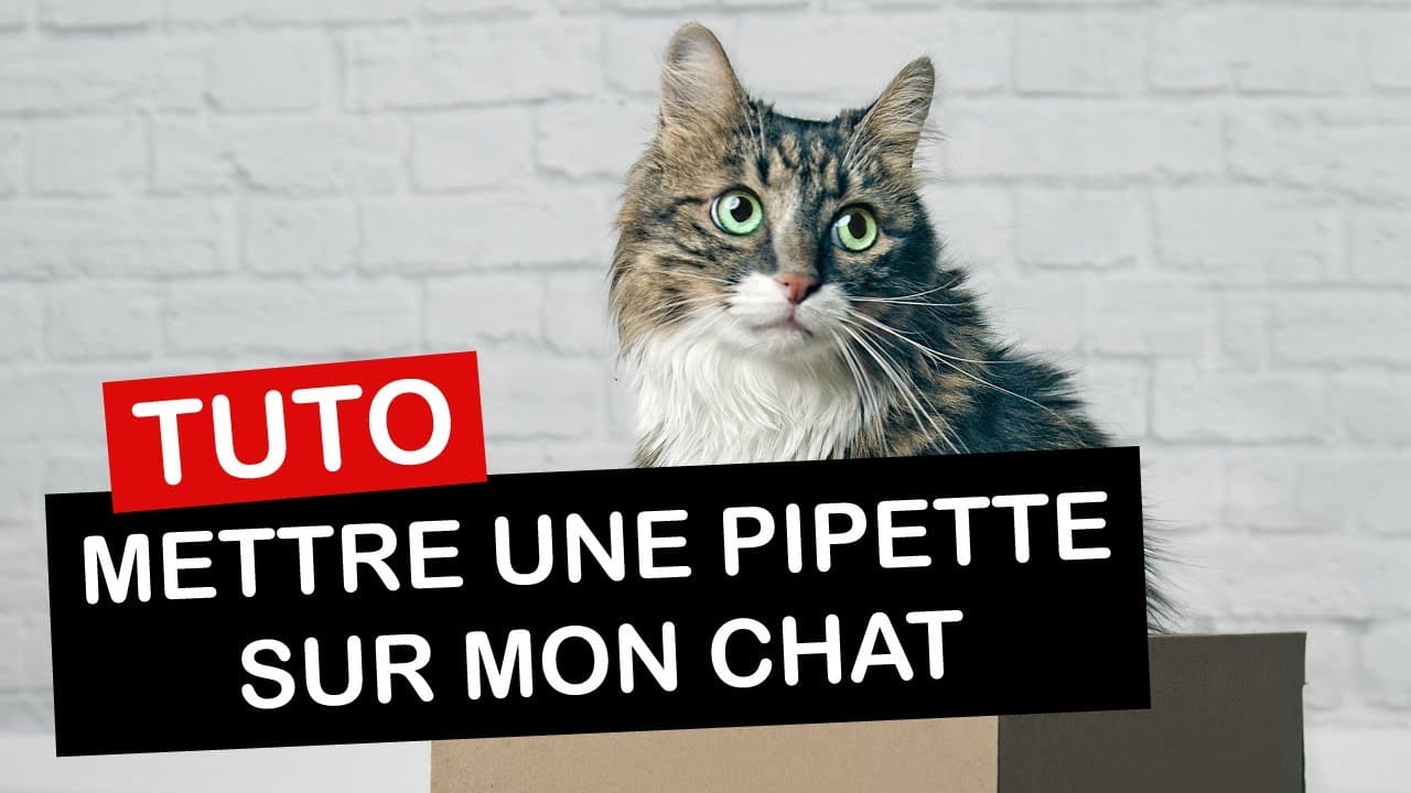 FRONTLINE Combo Chat | Anti-puces chaton et chat