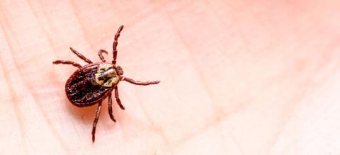 Tiques du chat : les reconnaître, que faire en cas de tique ? | Frontline