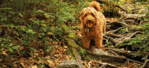 FRONTLINE Spray anti-puces pour chien et chat